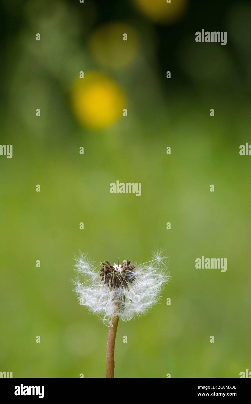 Daisy (Bellis perennis) seed head Stock Photo - Alamy