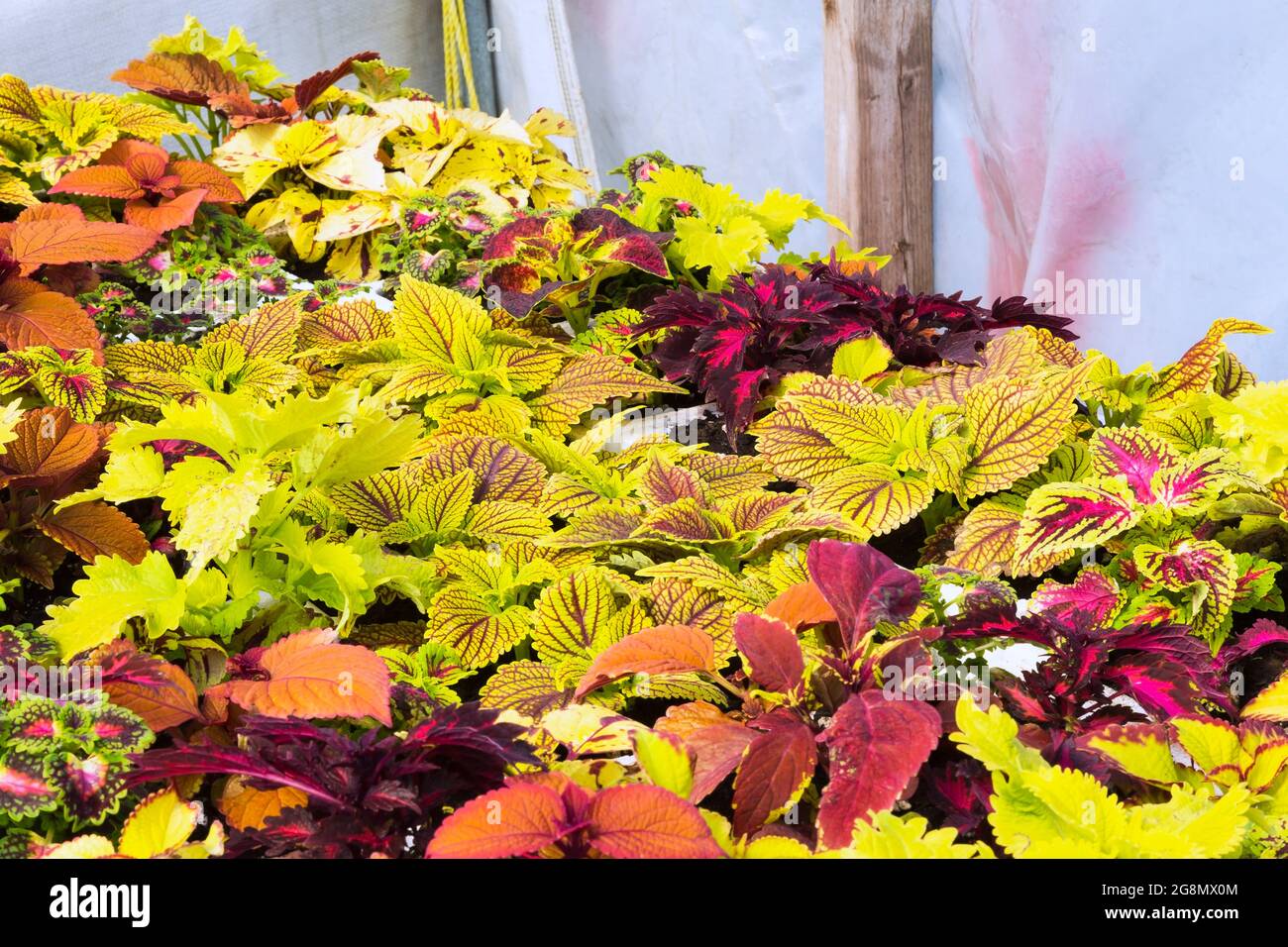 Mixed variegated Solenostemon - Coleus plants growing in containers ...