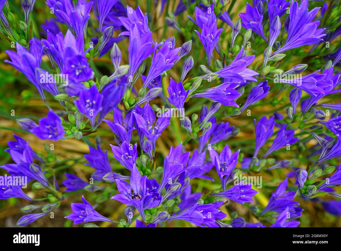 Triplet flowers hi-res stock photography and images - Alamy