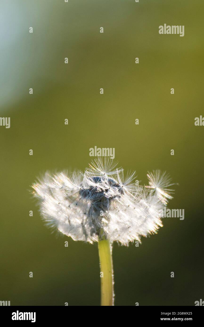 Daisy (Bellis perennis) seed head Stock Photo - Alamy
