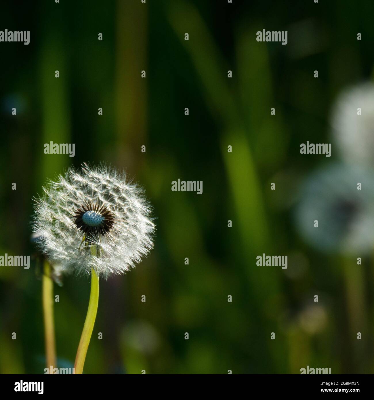 Daisy (Bellis perennis) seed head Stock Photo - Alamy