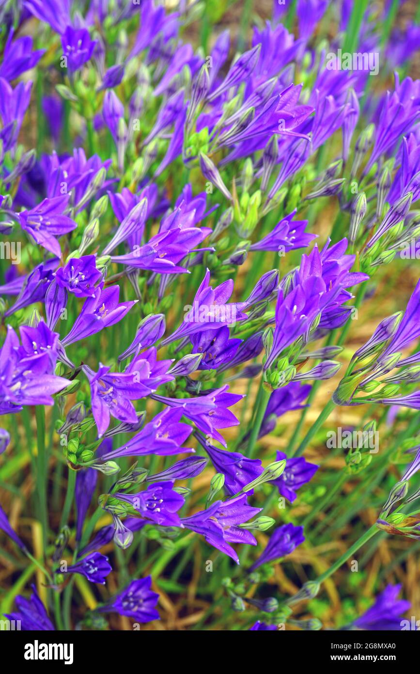 Blue triteleia flowers in the garden Stock Photo - Alamy