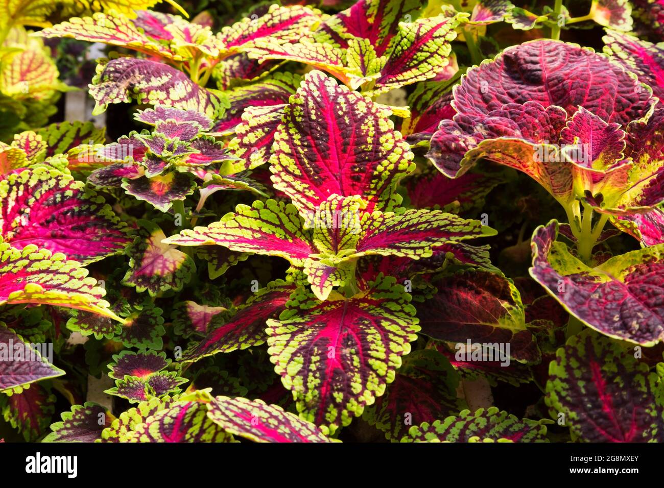 Close-up of crimson-red, greenish variegated Solenostemon - Coleus ...