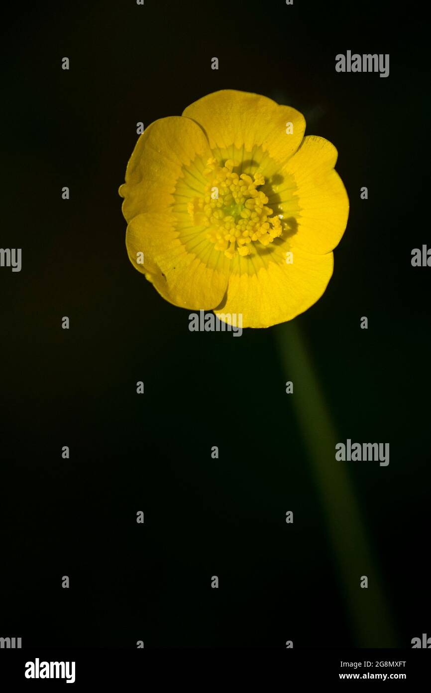 Ranunculus acris flower hi-res stock photography and images - Alamy