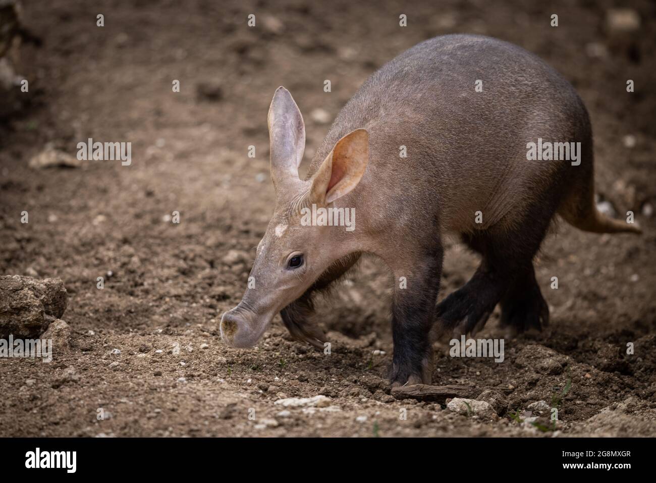 Young aardvark orycteropus afer hi-res stock photography and images - Alamy