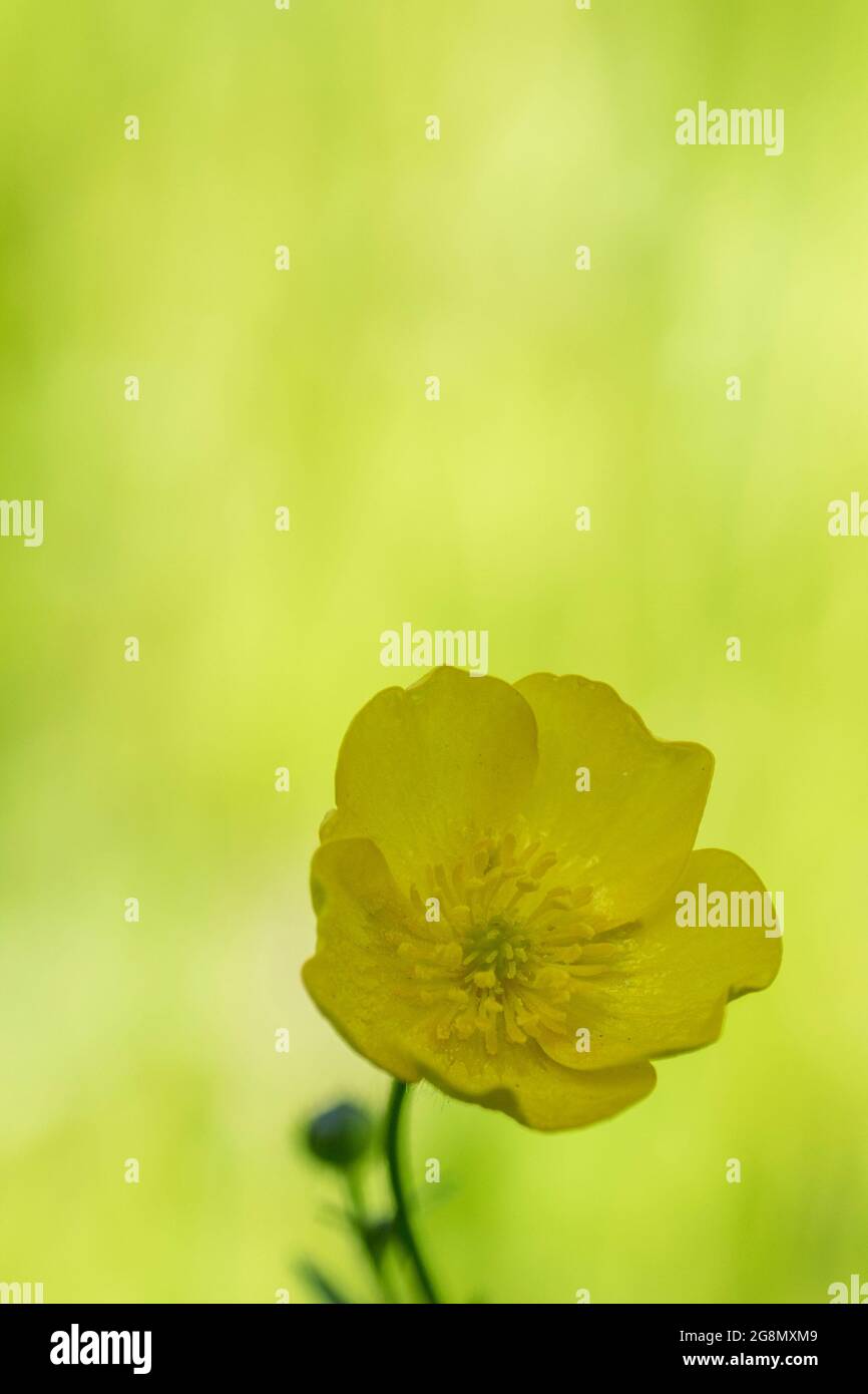 Ranunculus acris flower hi-res stock photography and images - Alamy