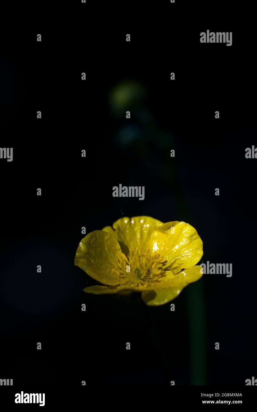 Ranunculus acris flower hi-res stock photography and images - Alamy