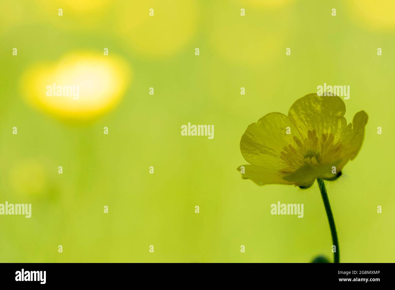 Ranunculus acris flower hi-res stock photography and images - Alamy