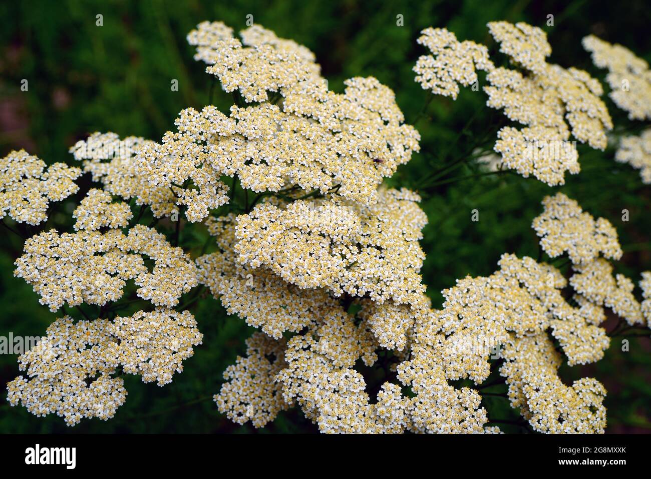 Yellow and white flowers of achillea yarrow plant Stock Photo - Alamy