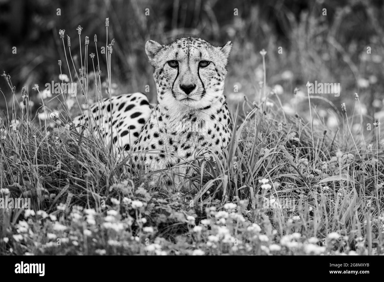 Cheetah skin decor Black and White Stock Photos & Images - Alamy