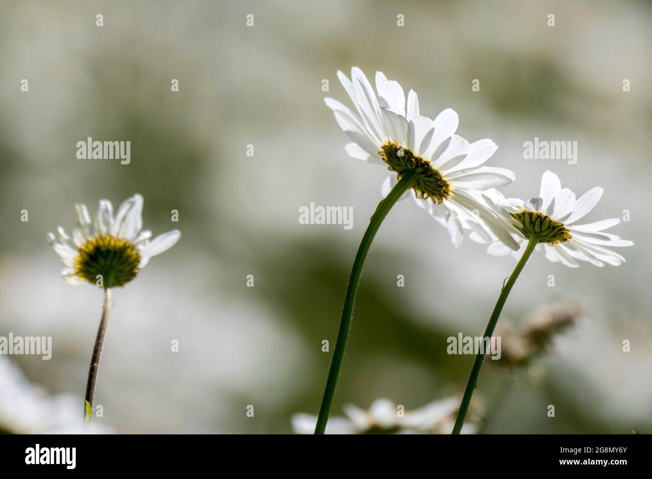 Oxeye daisy (Leucanthemum vulgare) flowers Stock Photo - Alamy