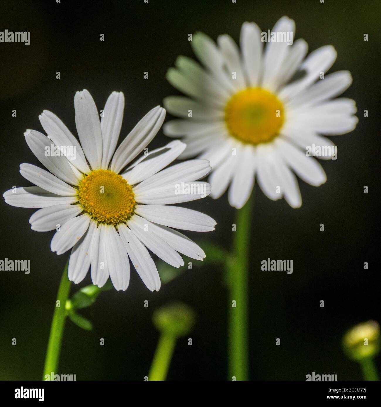 Oxeye daisy (Leucanthemum vulgare) flowers Stock Photo - Alamy