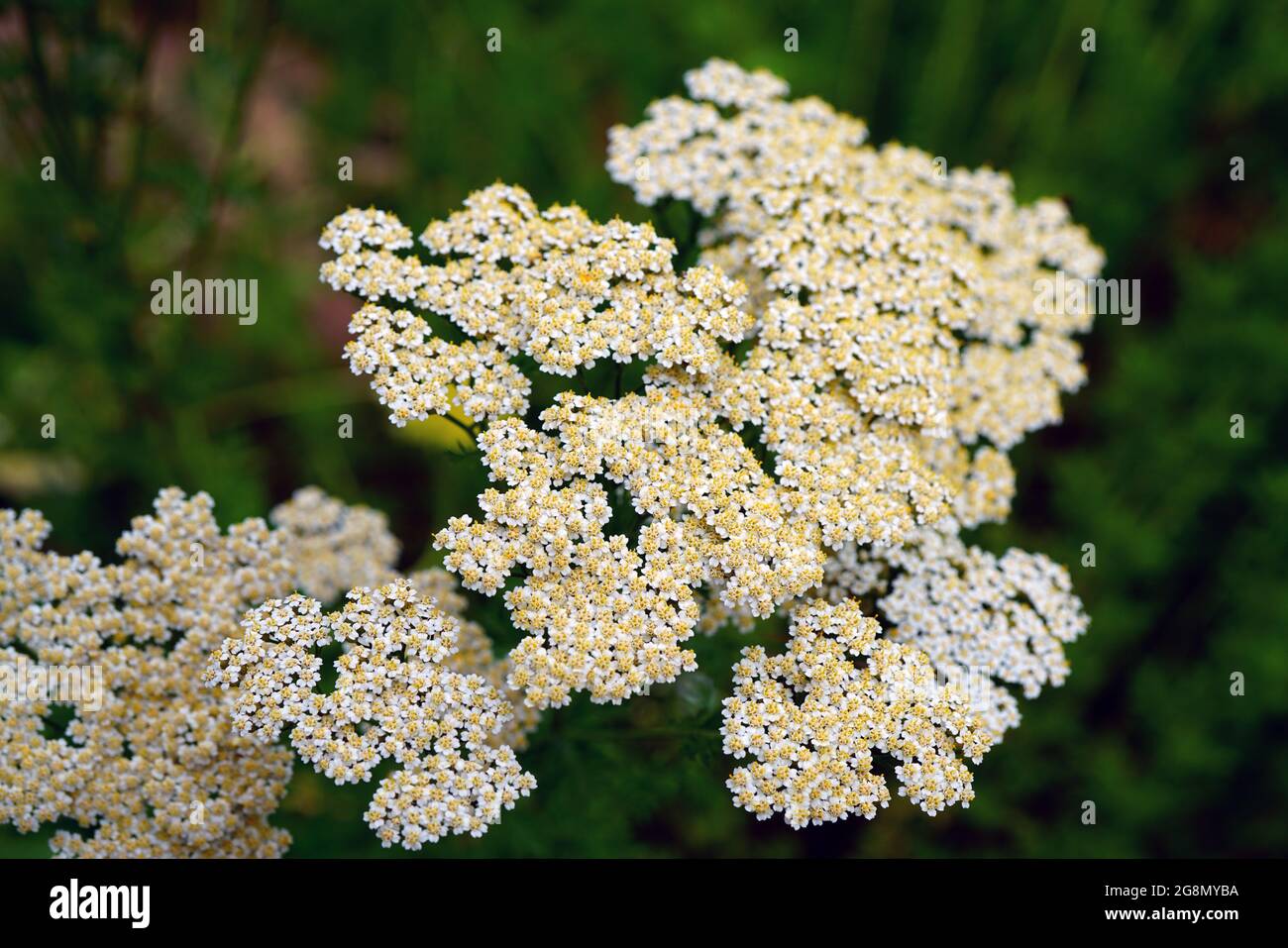 Yellow and white flowers of achillea yarrow plant Stock Photo - Alamy