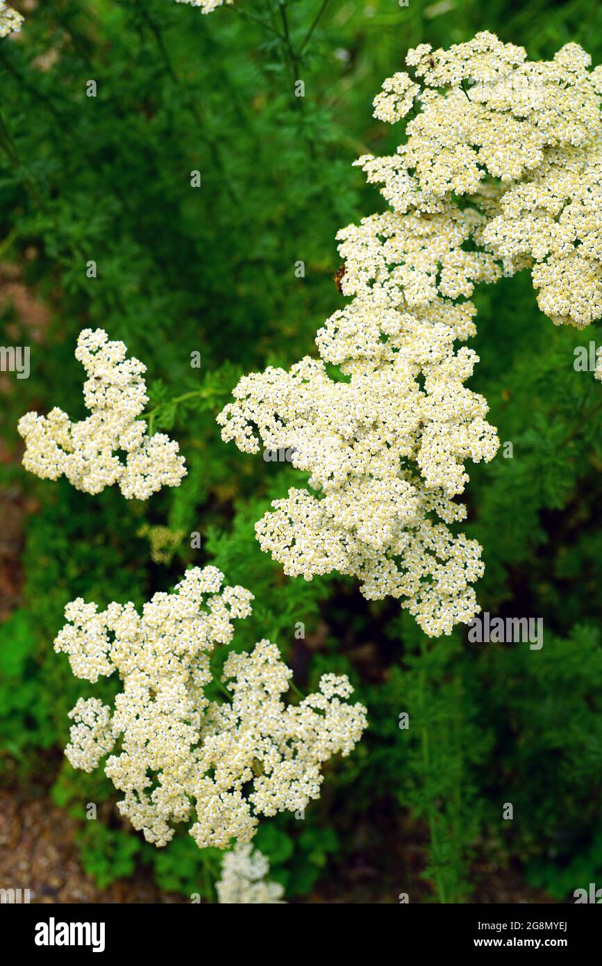 Yellow and white flowers of achillea yarrow plant Stock Photo - Alamy