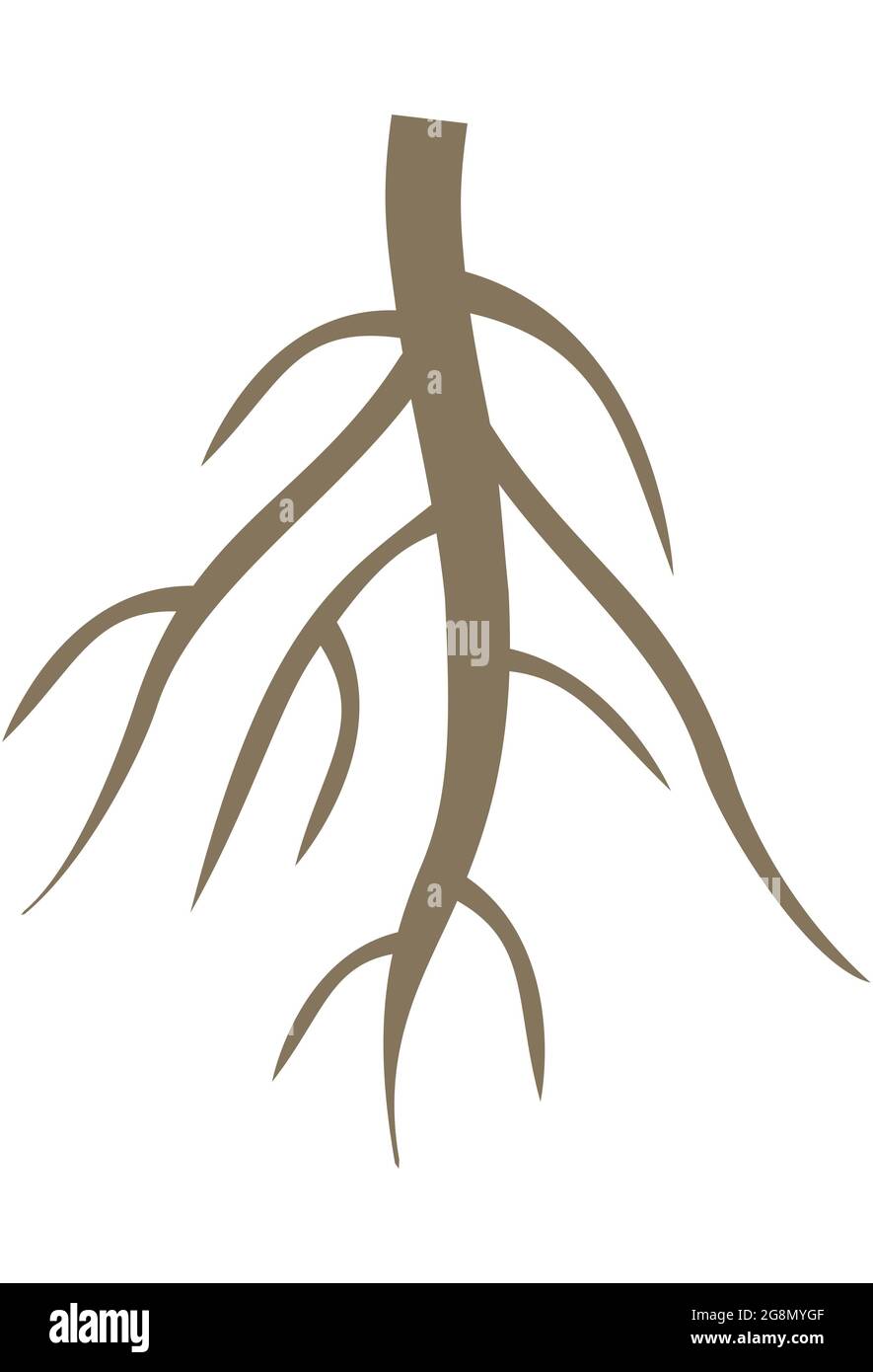 Digital illustration of plant roots isolated on a white background ...