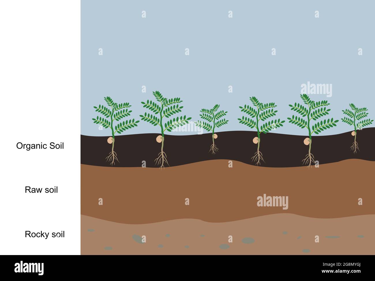 Digital illustration of growing plants in a garden with layered ...