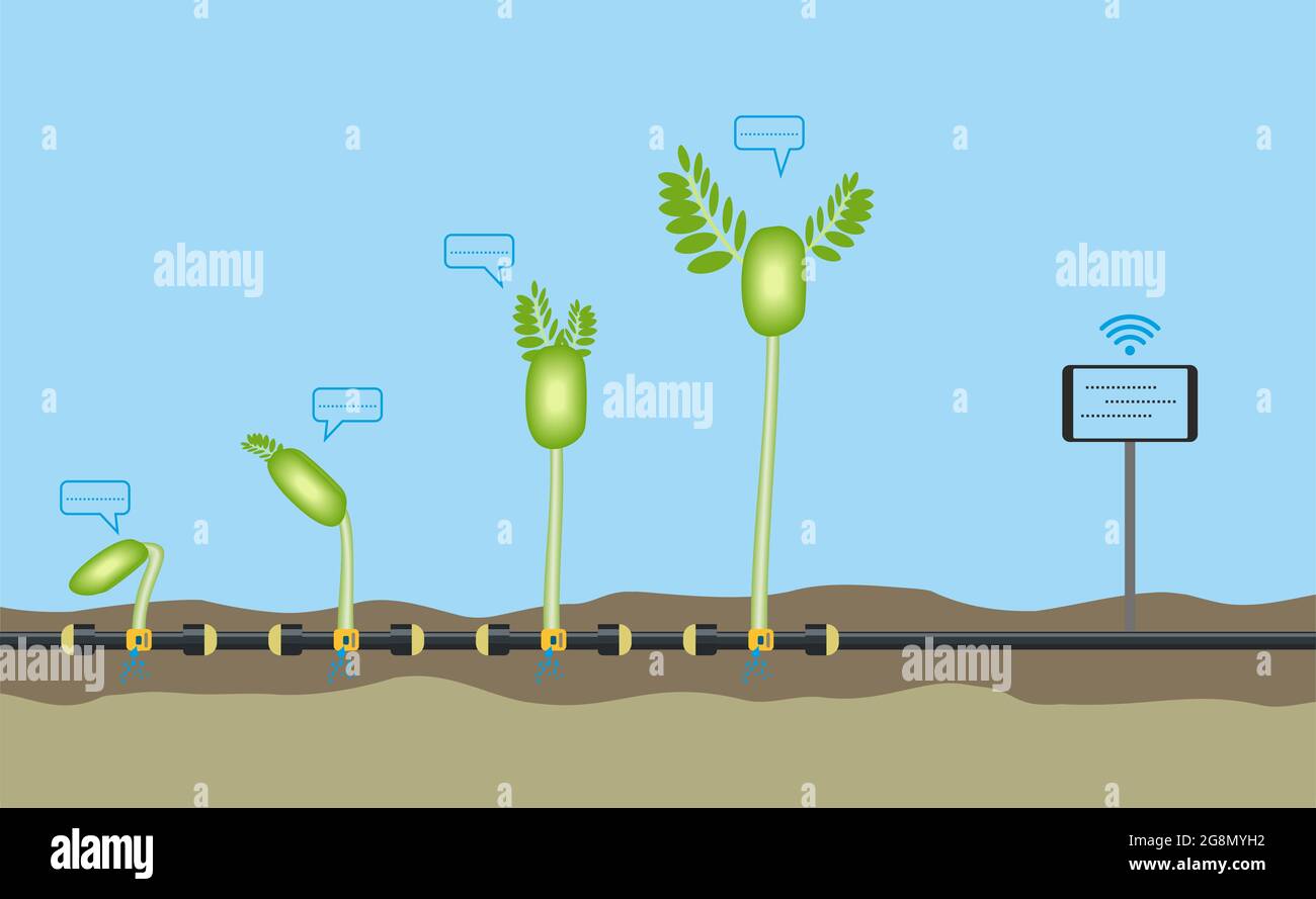 Life cycle of a plants hi-res stock photography and images - Alamy