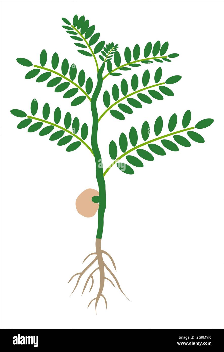 Digital illustration of a growing plant with roots isolated on a white ...