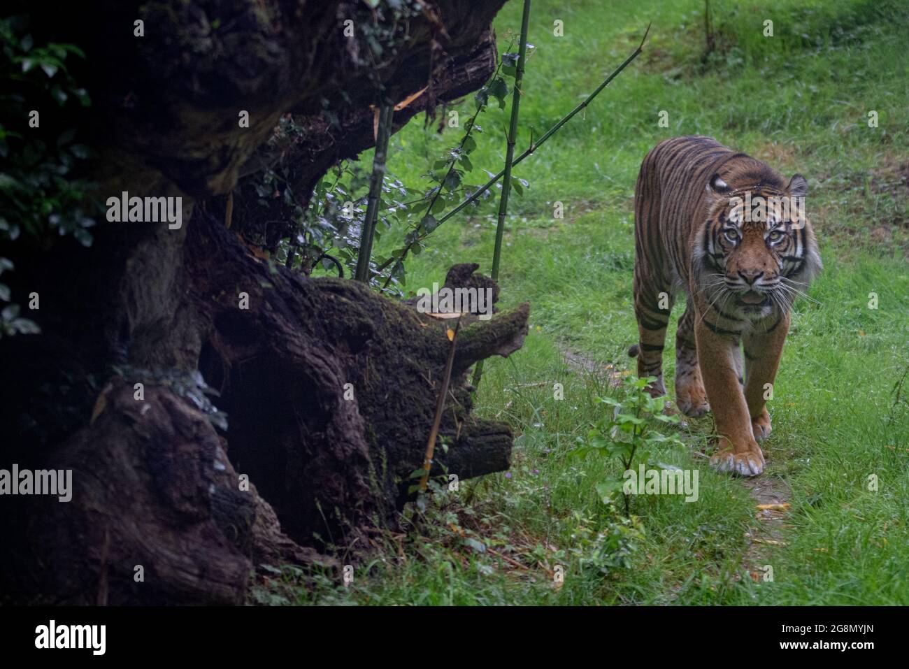 Sumatran tiger roaring hi-res stock photography and images - Alamy