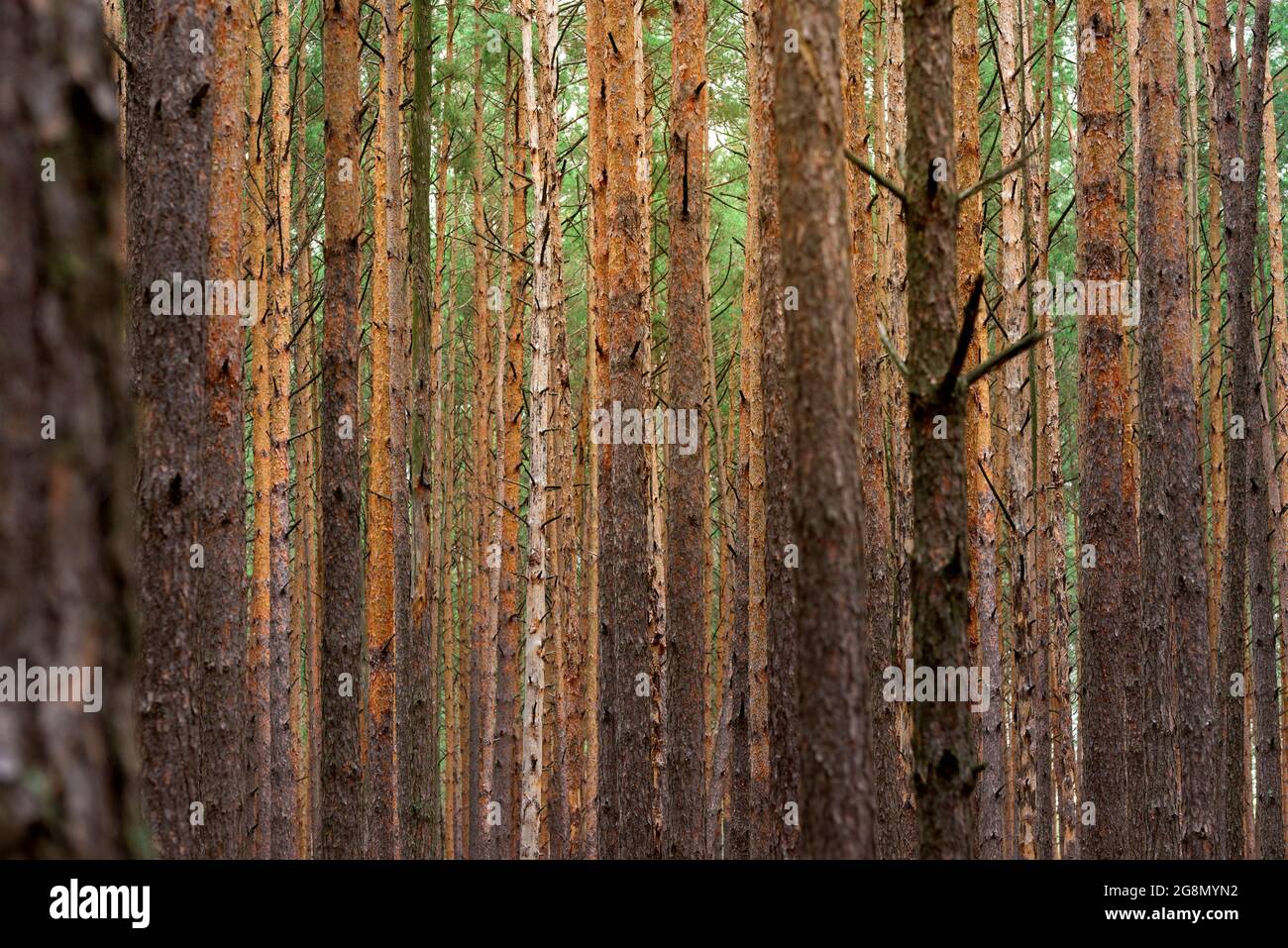 Autumnal pine forest. Abstract natural background with tall young trees ...