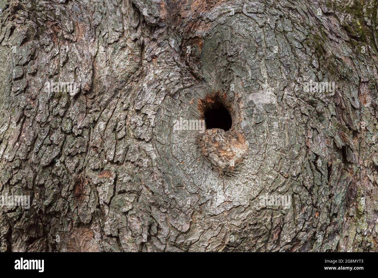Tree callus hi-res stock photography and images - Alamy
