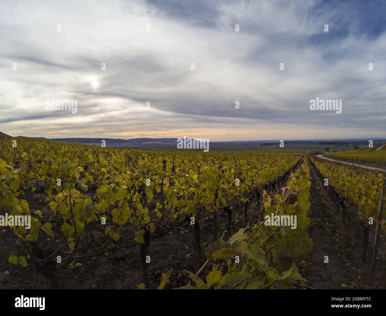 Beautiful view of the rows of vineyards under dramatic sky in Montagne ...