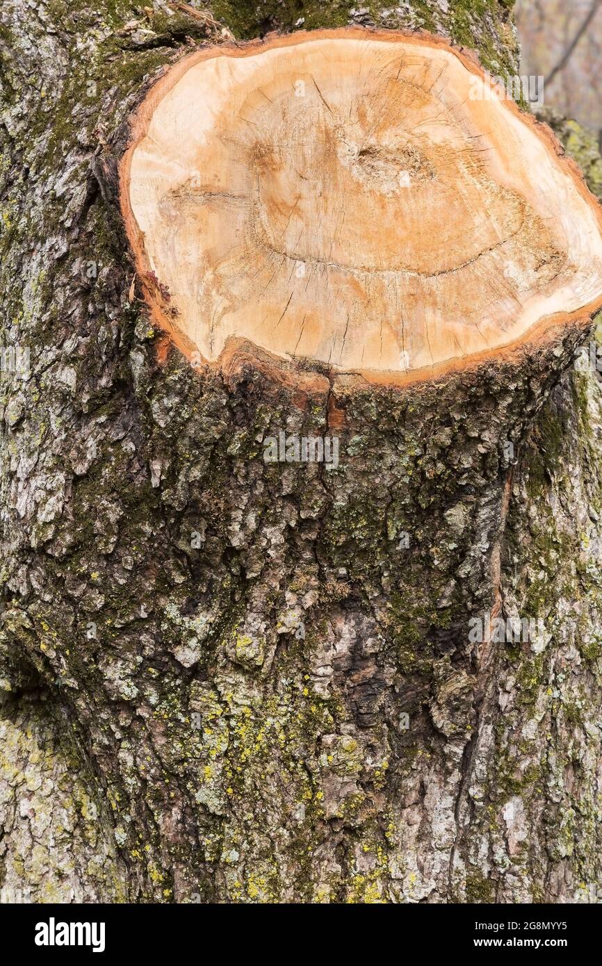 Sawed off branch wound on Acer rubrum 'Schlesingeri' - Red Maple tree ...