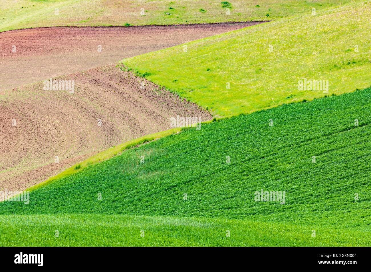 Pullman, Washington, USA. Rolling wheat fields in the Palouse hills ...