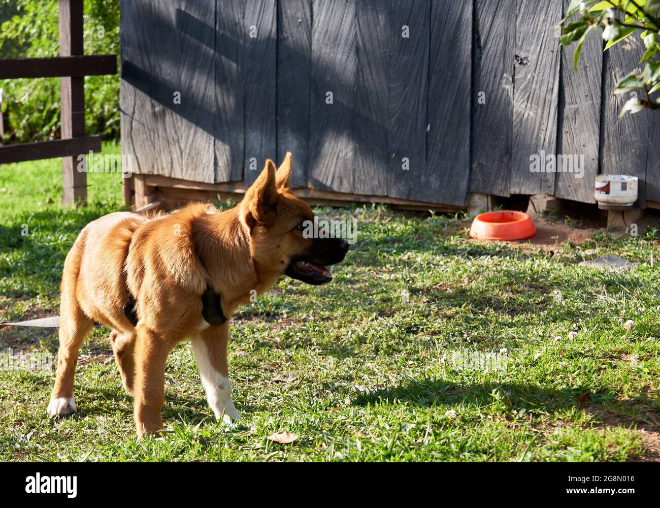 ENTRERRIOS, COLOMBIA - Jun 27, 2021: A German Shepherd og on a green ...