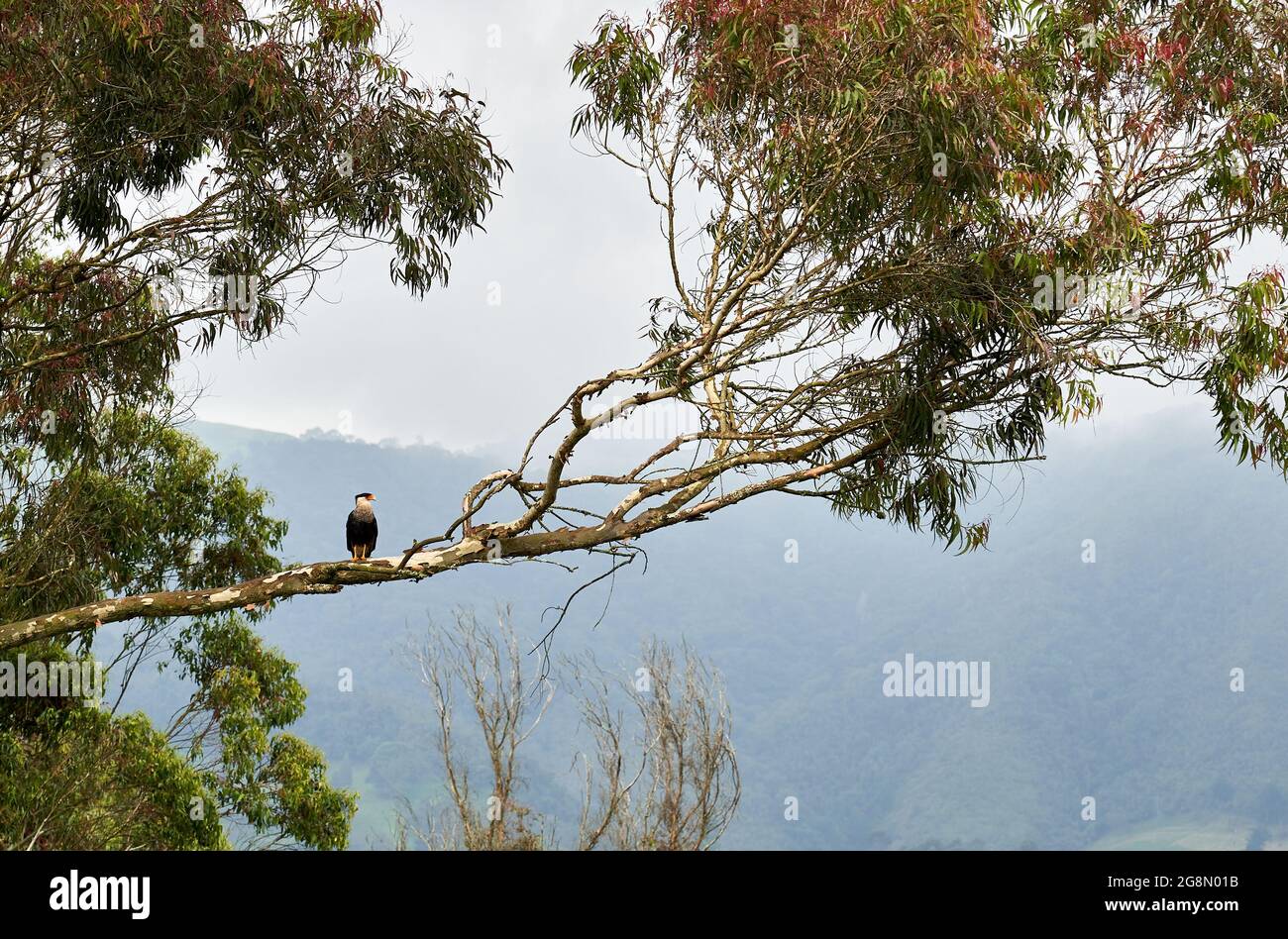 Eagles of colombia hi-res stock photography and images - Alamy