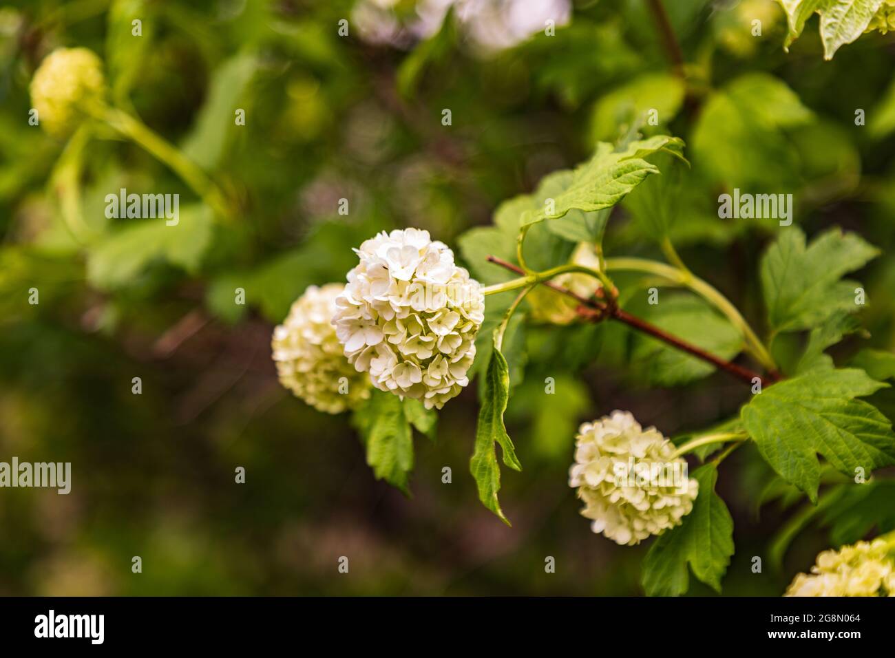 Albion, Washington, USA. Flowering shrub in the Palouse hills Stock ...