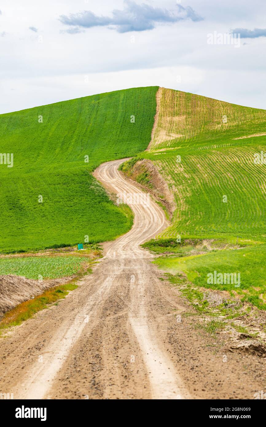 Albion, Washington, USA. Dirt road through wheat fields in the Palouse ...