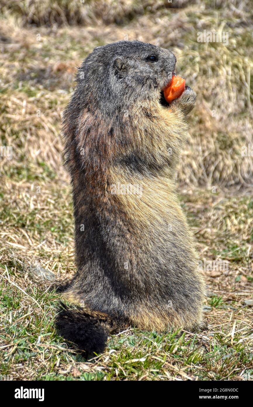 Winterspeck hi-res stock photography and images - Alamy