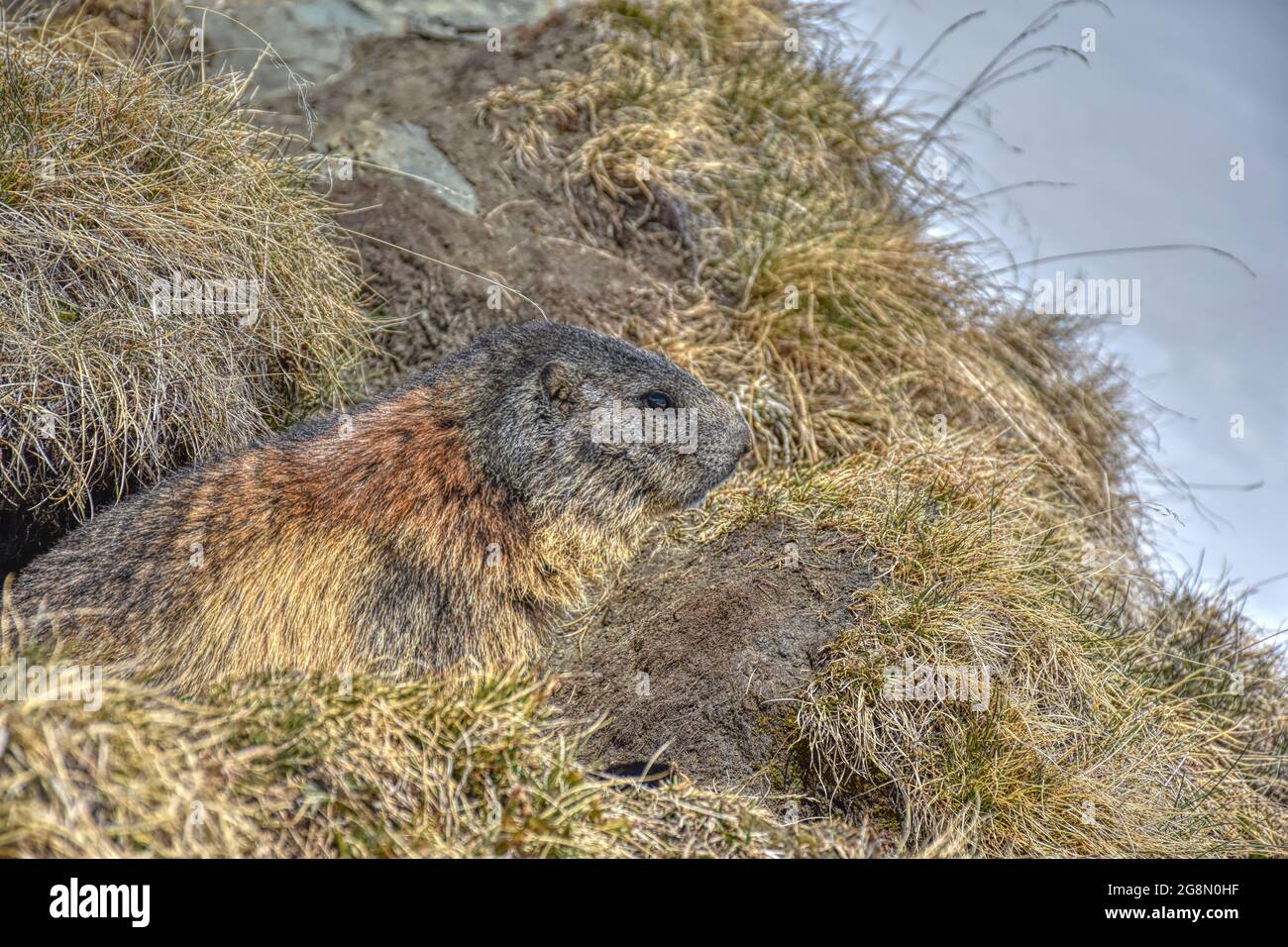 Herauslugen hi-res stock photography and images - Alamy