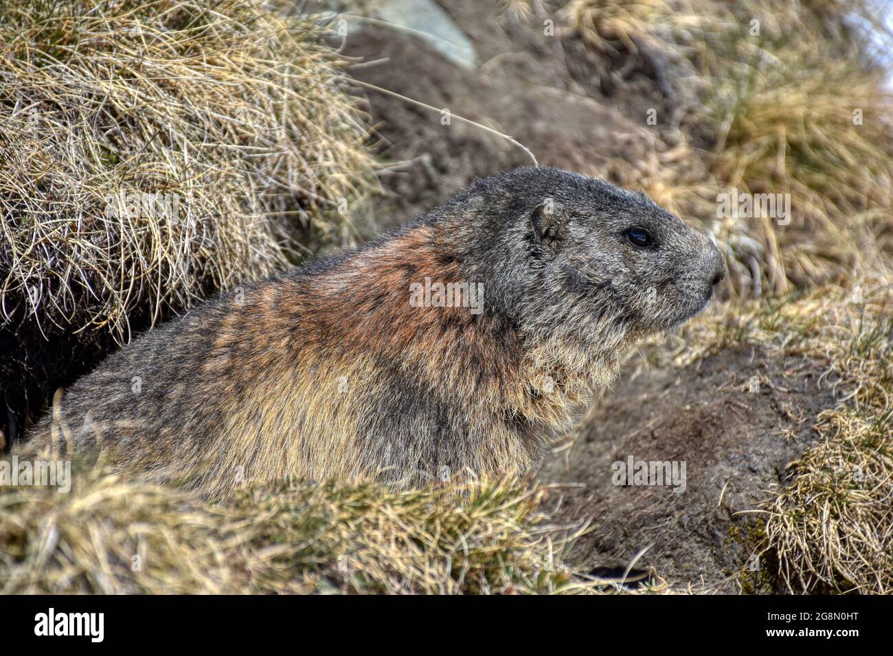 Weich b hi-res stock photography and images - Alamy