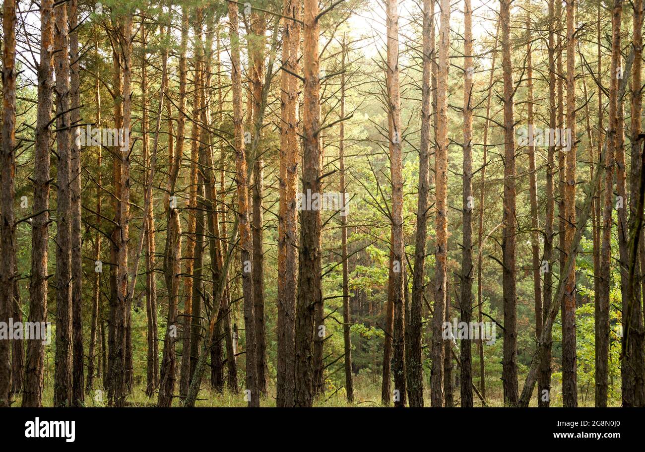 Autumnal pine forest. Abstract natural background with tall young trees ...