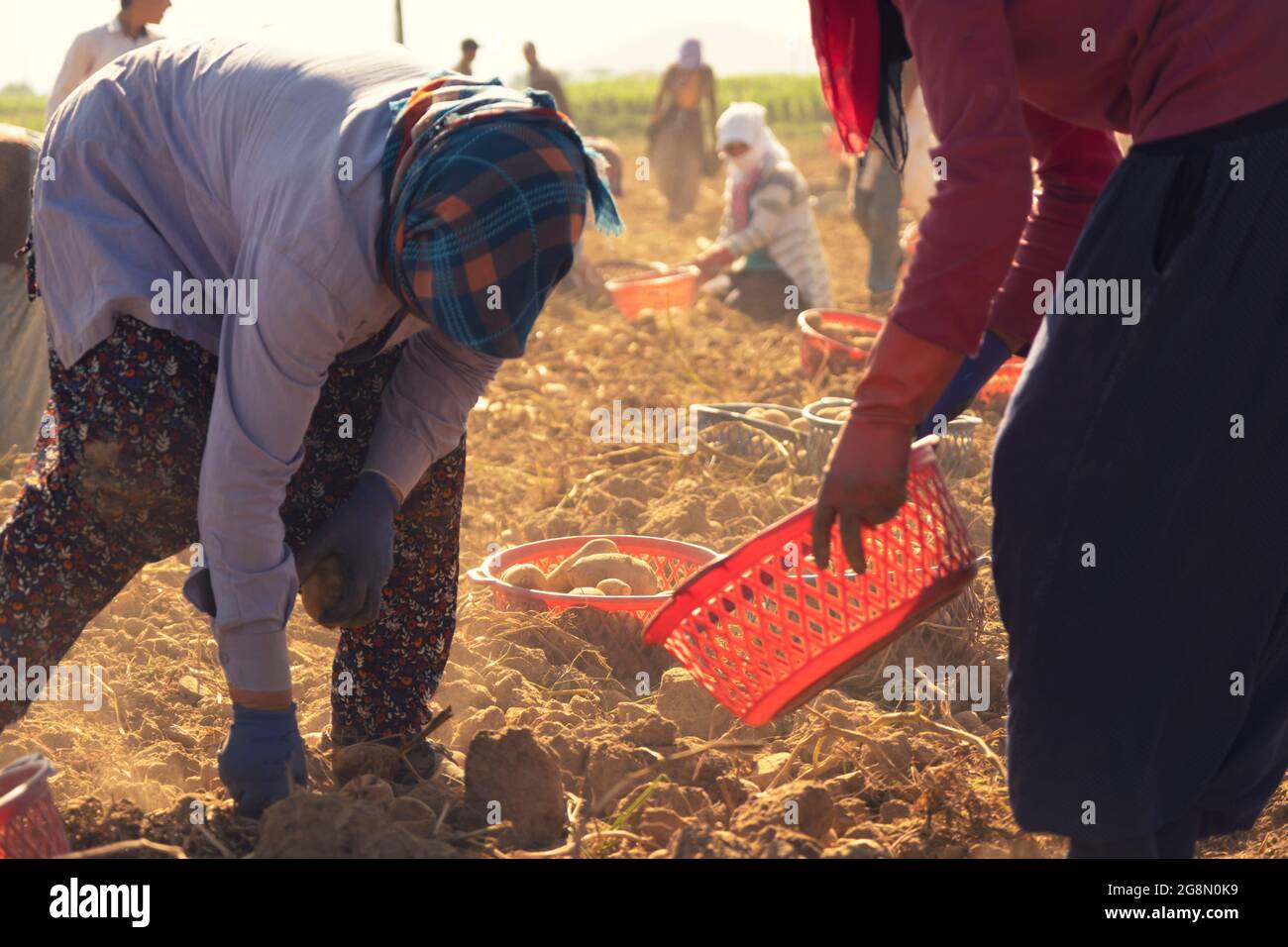 Workers harvest potatoes on farm hi-res stock photography and images ...