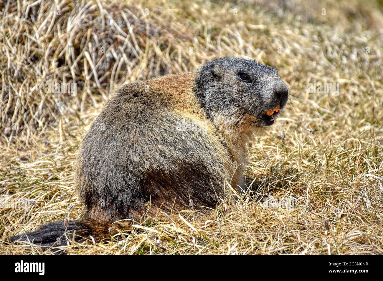 Murmeltier, Murmeltiere, Mankei, Munggen, Nagetier, Erdhörnchen ...