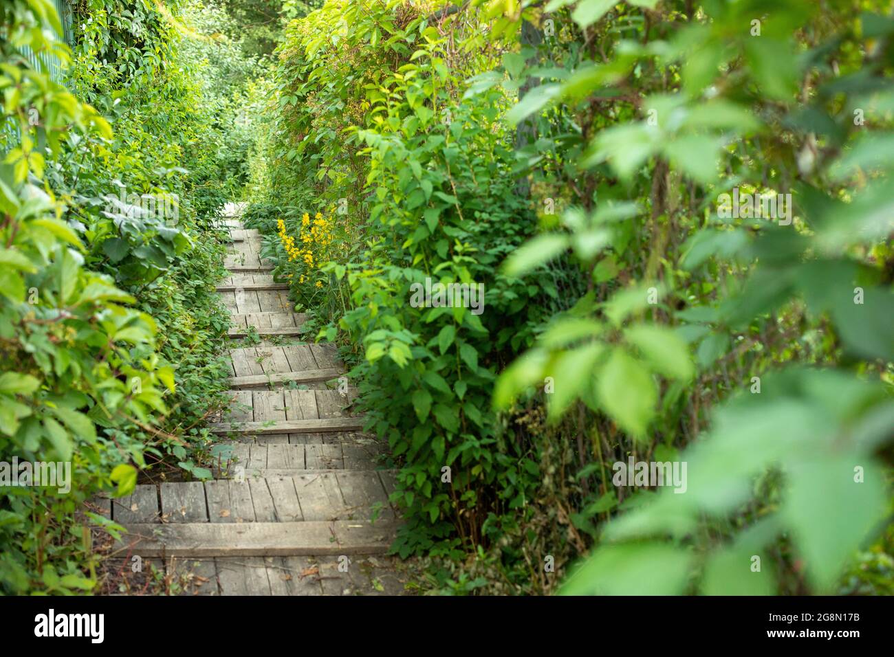 A path of planks among the thickets. The path leads to the forest. An ...