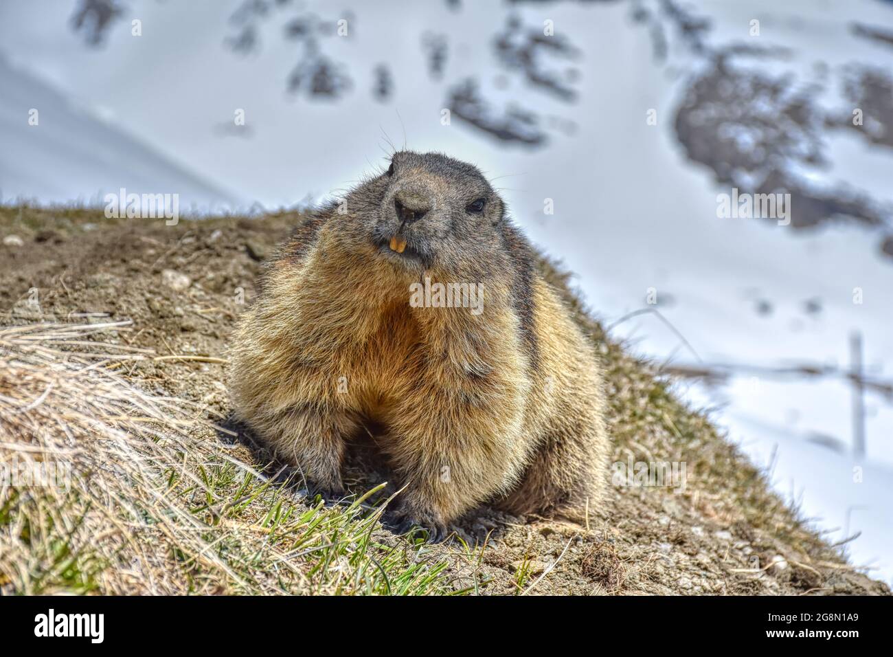 Murmeltier, Murmeltiere, Mankei, Munggen, Nagetier, Erdhörnchen ...