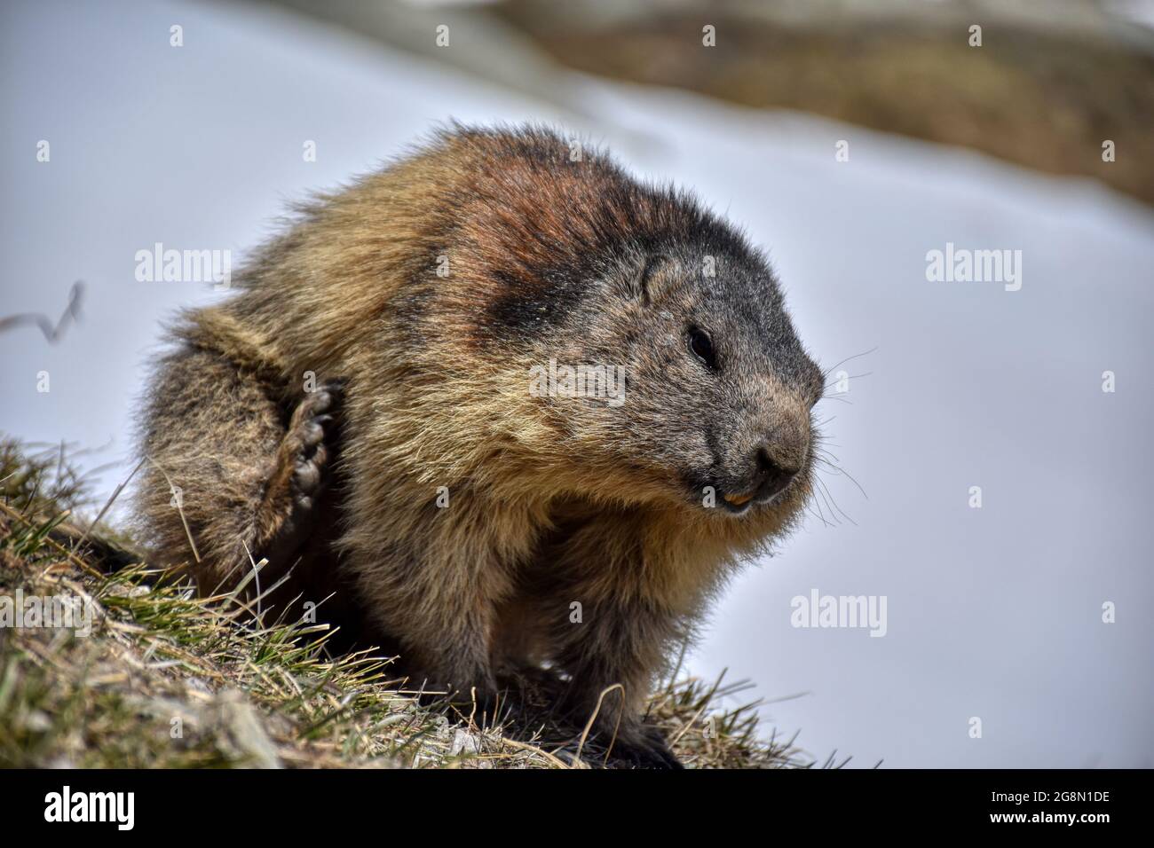 Murmeltier, Murmeltiere, Mankei, Munggen, Nagetier, Erdhörnchen ...
