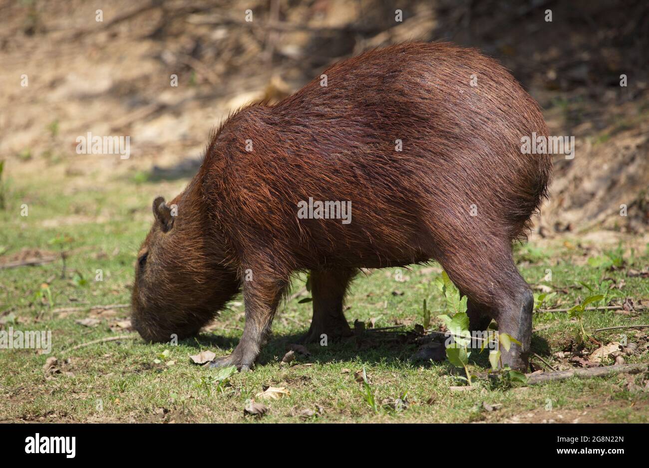 Side on portrait of Capybara (Hydrochoerus hydrochaeris) feeding on ...