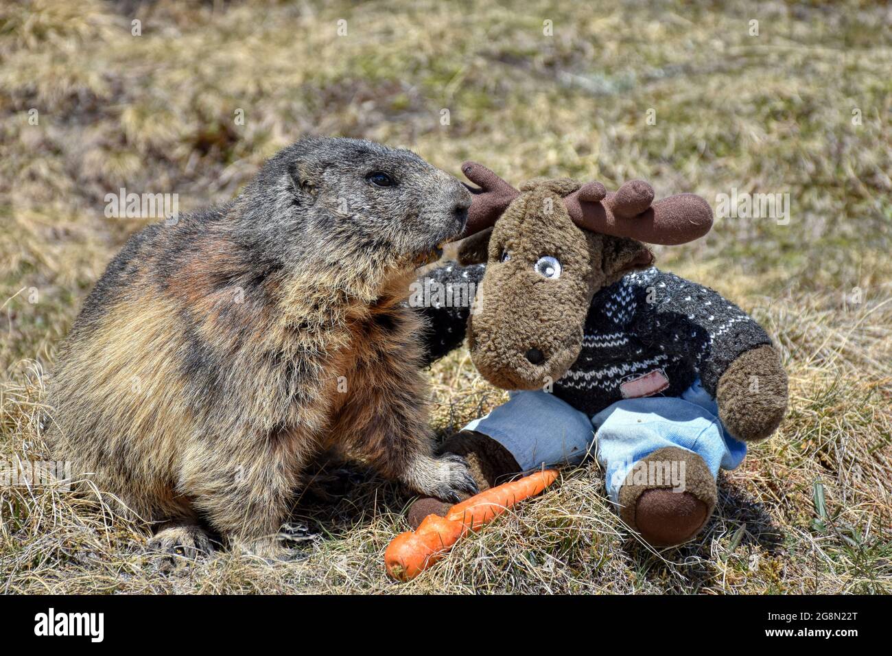 Murmeltier, Murmeltiere, Mankei, Munggen, Nagetier, Erdhörnchen ...