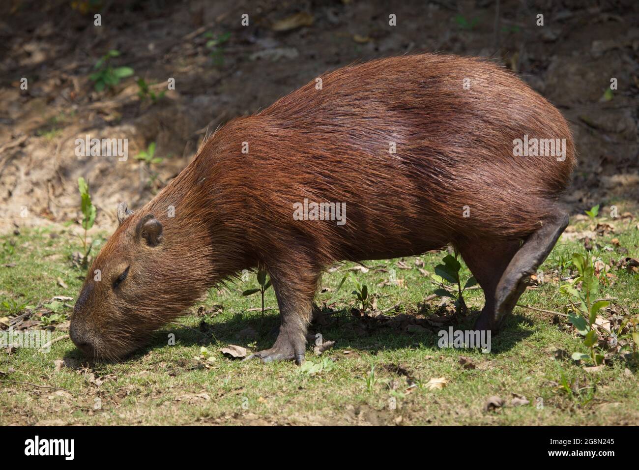 Capybara’s webbed feet hi-res stock photography and images - Alamy