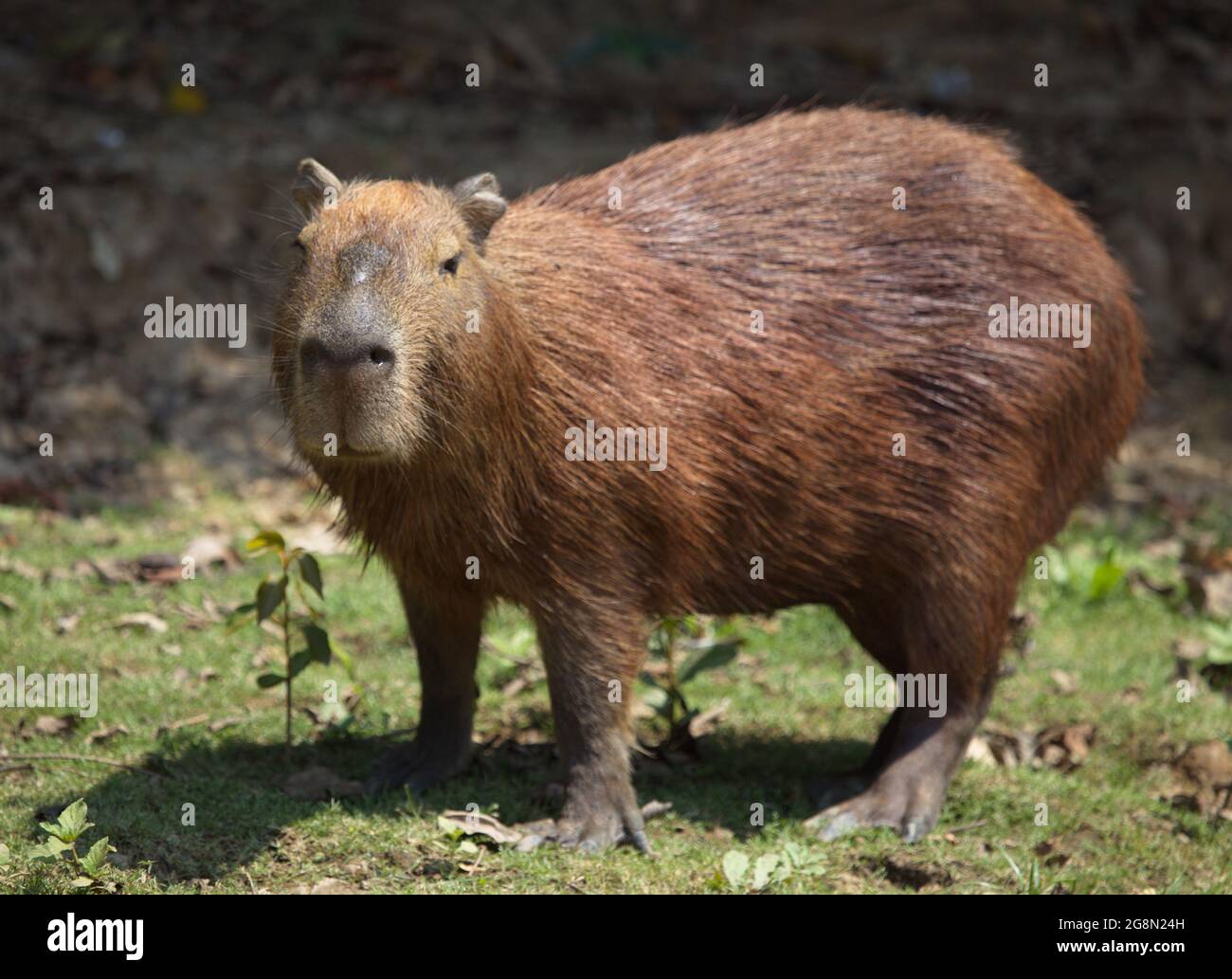Head on portrait of Capybara (Hydrochoerus hydrochaeris) looking ...