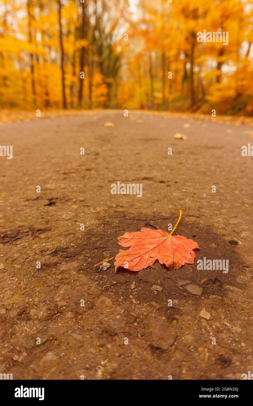 Road on the leaf hi-res stock photography and images - Alamy