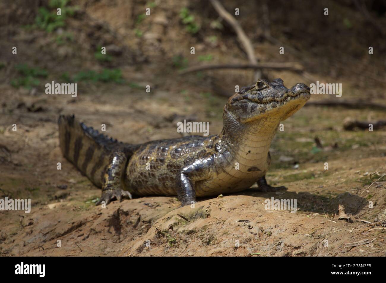 Closeup of Black Caiman (Melanosuchus niger) head staring at camera ...