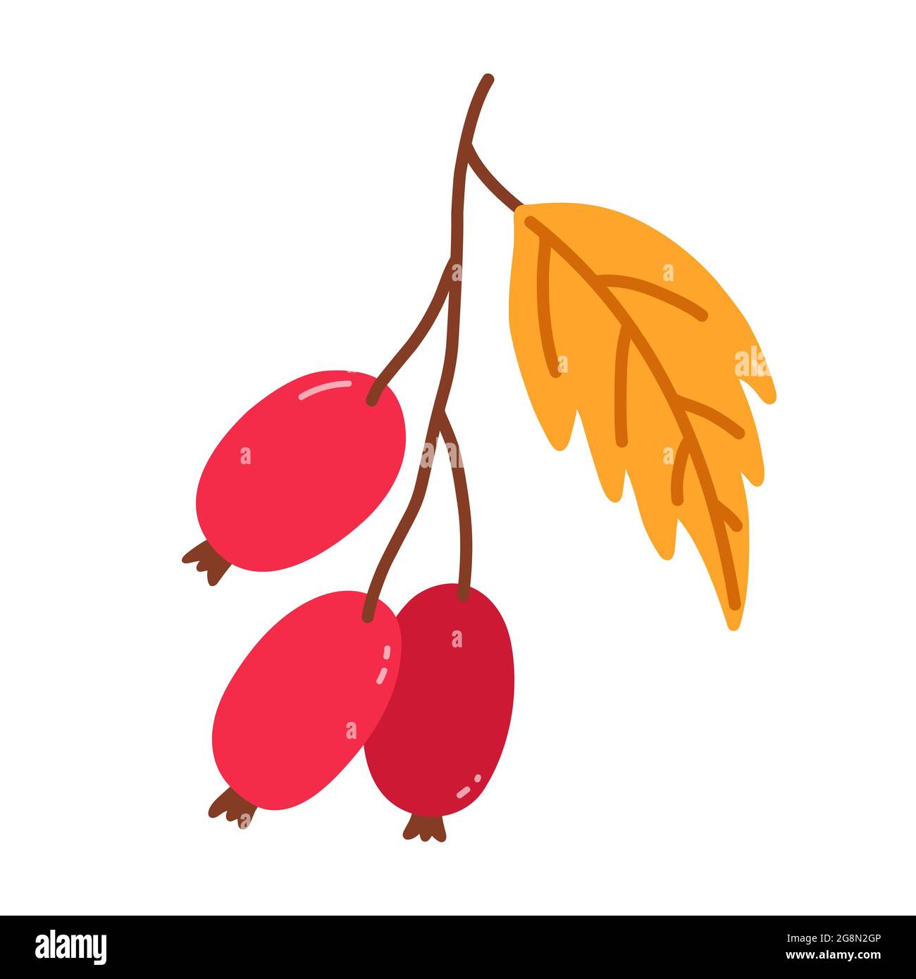 Sprig with rose hips and leaves isolated on white background. Vector ...