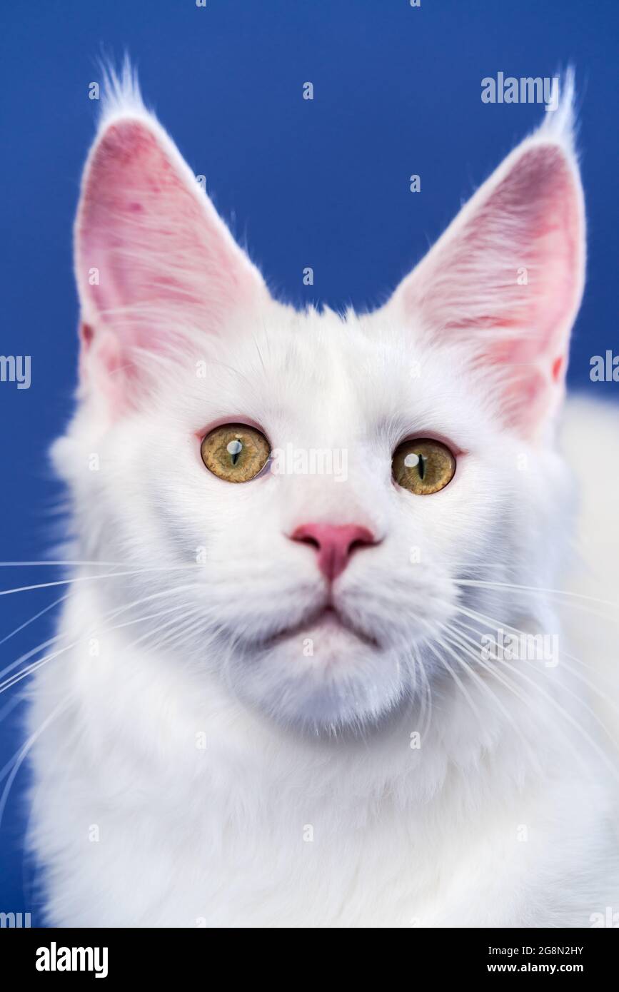 Longhair cat breed American Forest Cat looking at camera. Close-up ...