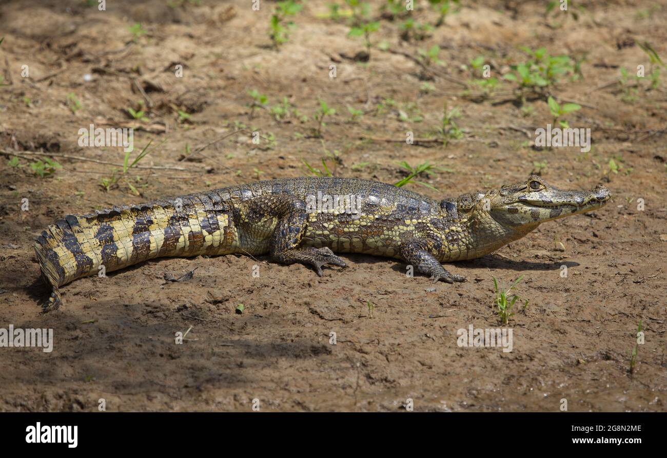 Amazon caiman scales hi-res stock photography and images - Alamy